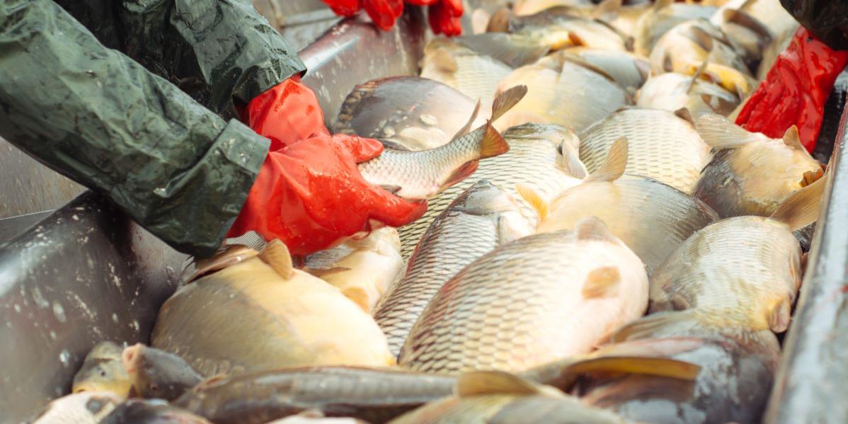 From eggs to plate: Eco-Ark keeps alive the dream of sustainable fish ...